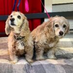 Becky And Scout: Bonded Pair Of Cocker Spaniel Littermates