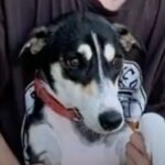 Flo: A Wadi Dog From Oman